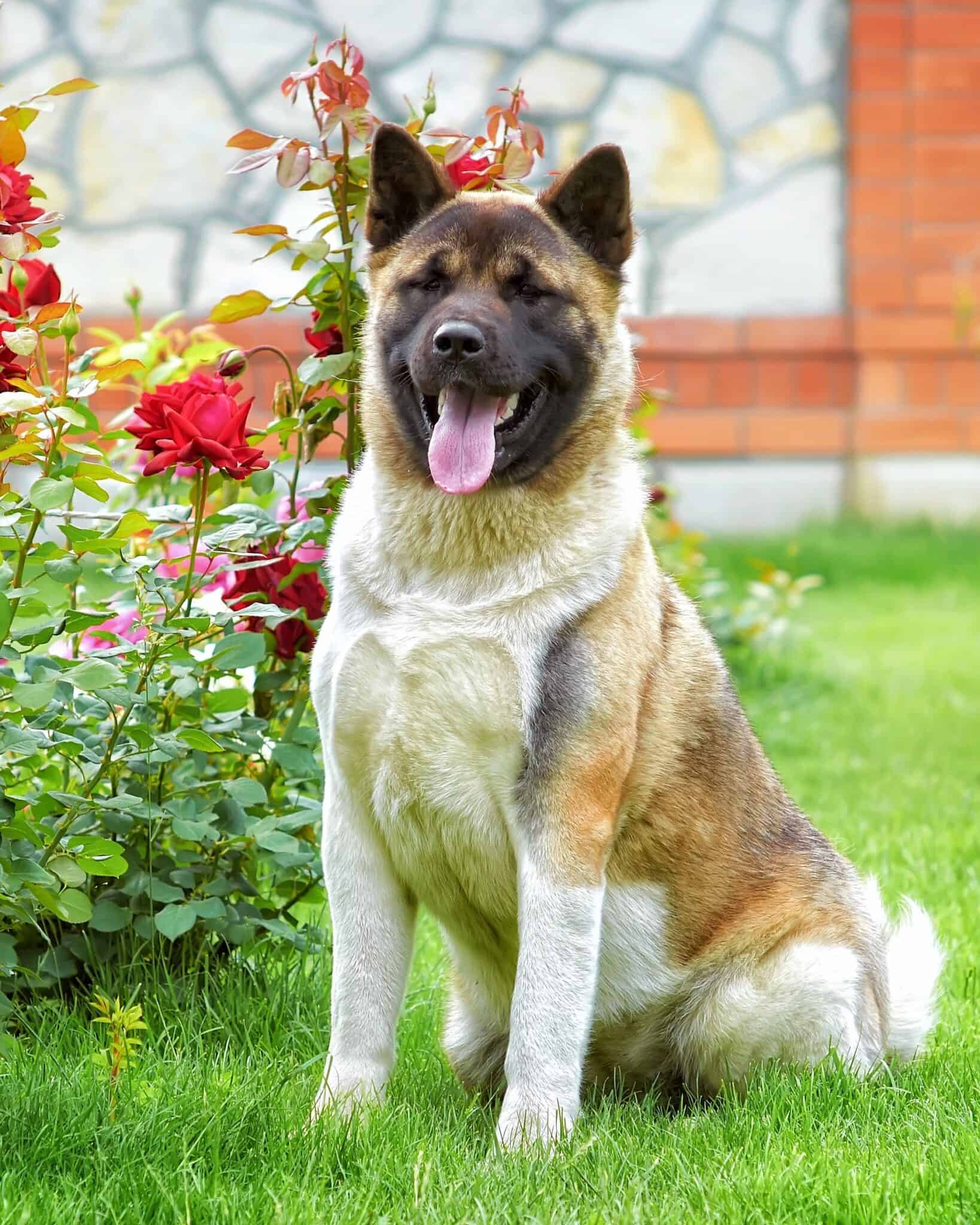 13 Dog Breeds With Purple Tongues (With Pictures & Facts)