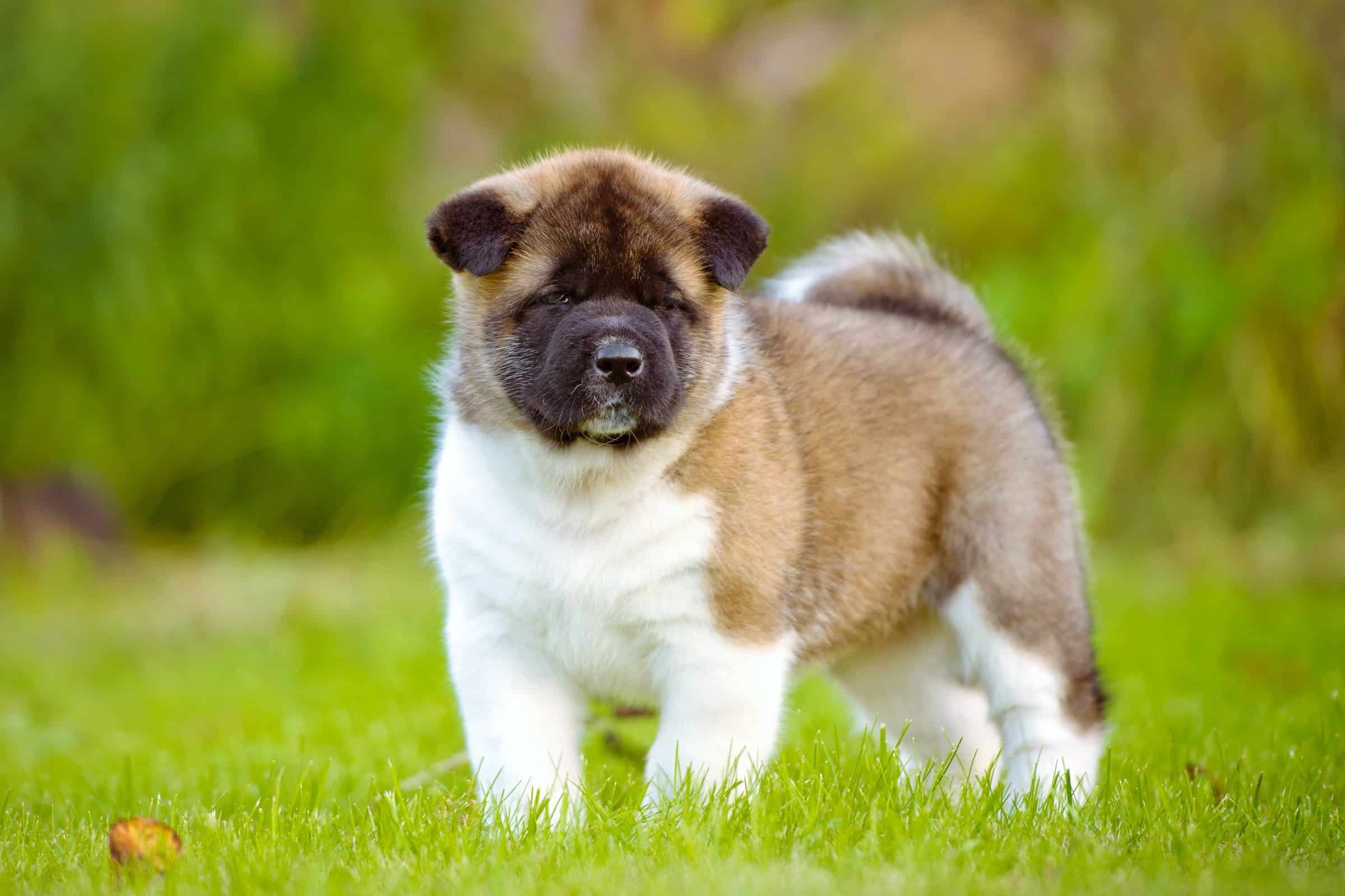 Akita Mixes: 38 Unique Akita Crossbreeds (With Pictures)