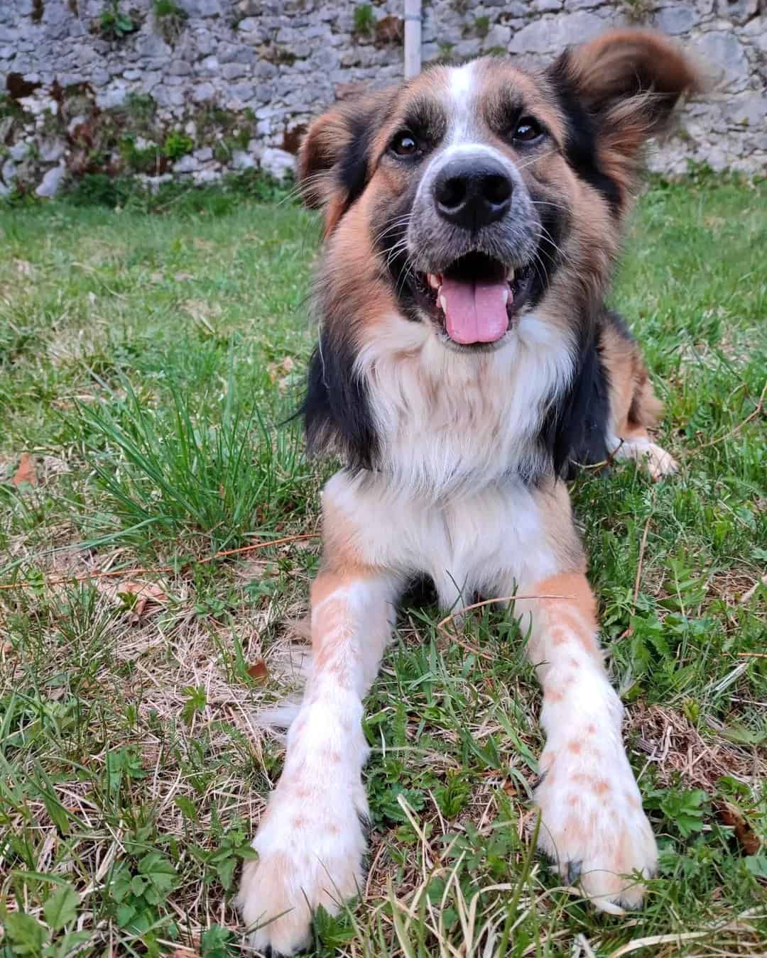 Akita Mixes: 38 Unique Akita Crossbreeds (With Pictures)