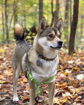 Shiba Inu Mixes: 20 Different Shiba Crossbreeds