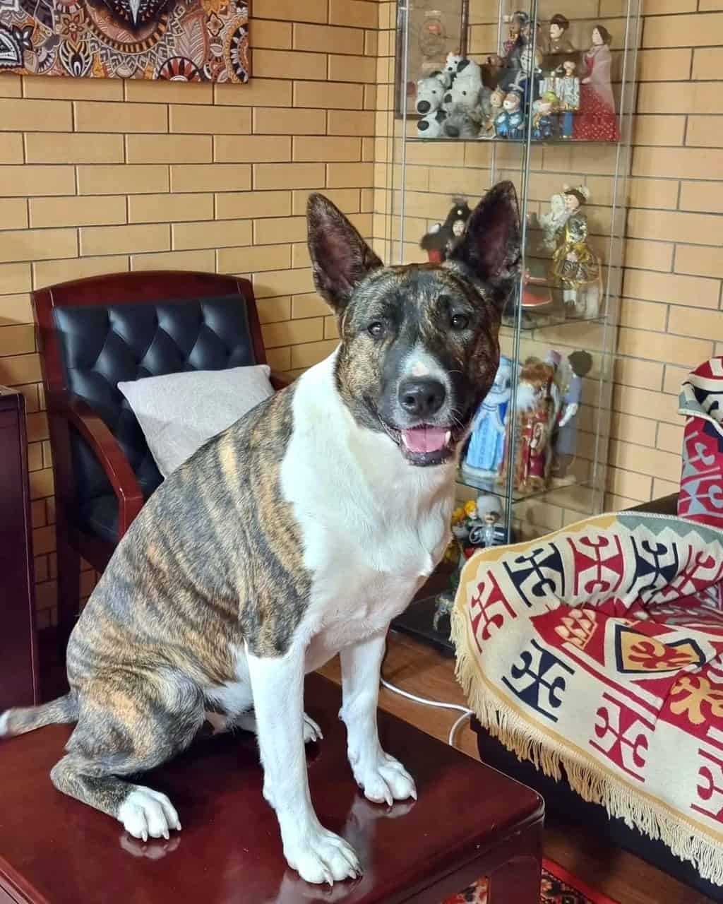 36 Bull Terrier Mixes You'll Want to Bring Home
