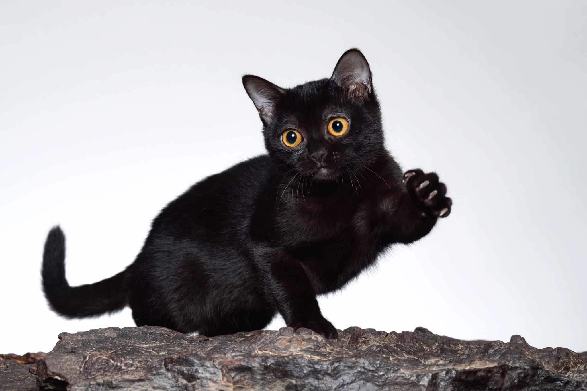 Orange Eyes in Cats: What Breed of Cat Has Orange Eyes?