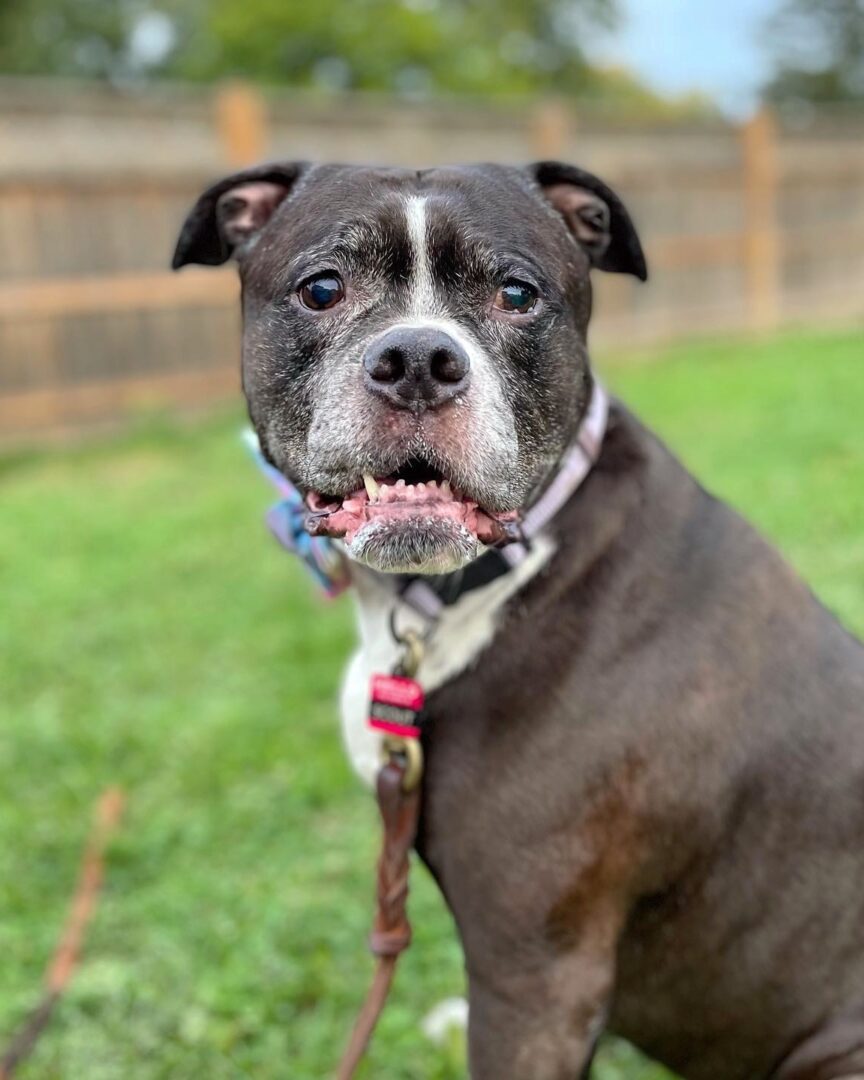 Boston Terrier Mixes: 52 Different Crossbreeds You'll Love