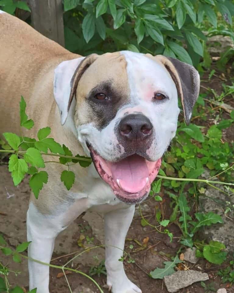 Cane Corso Mixes: 21 Unusual Crossbreeds