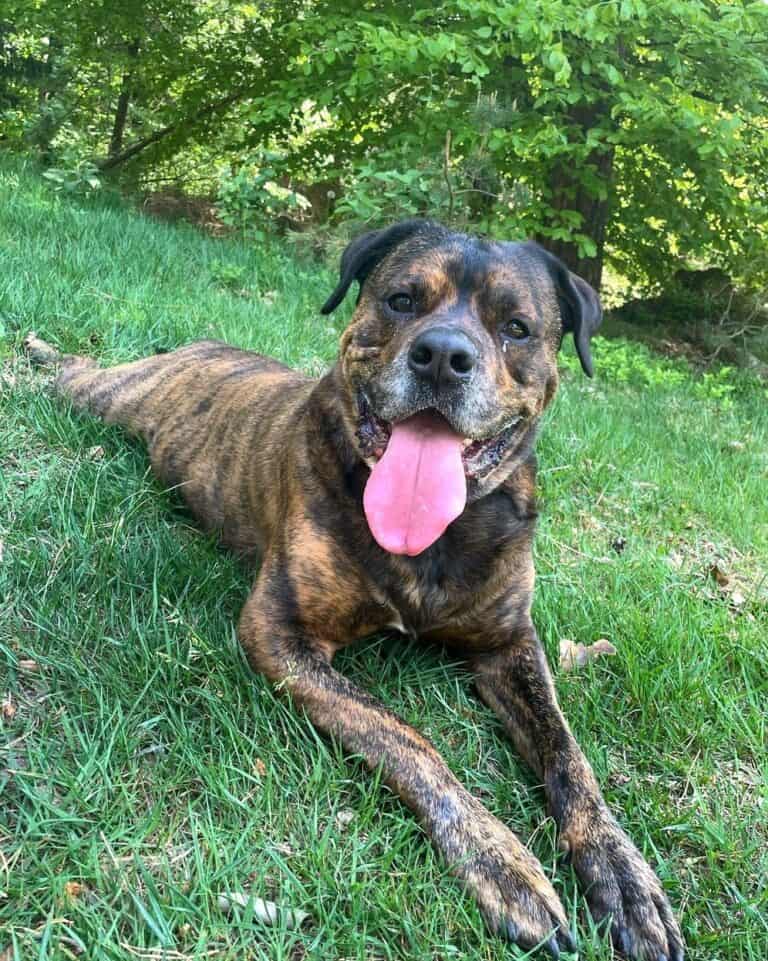 Rottweiler Mixes: 41 Best Rottie Crossbreeds (With Pictures)