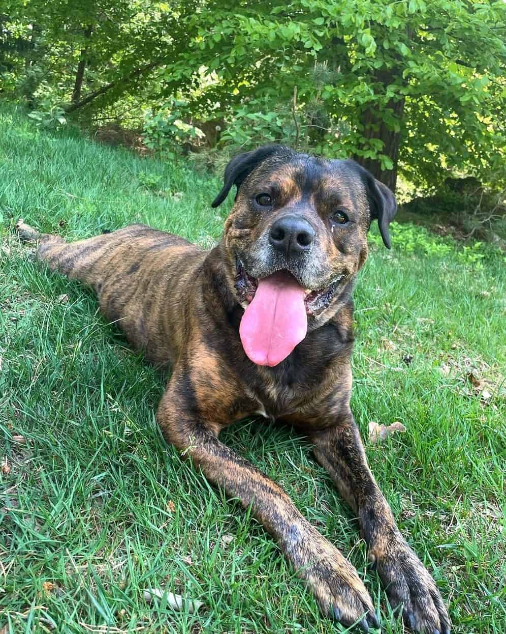 Rottweiler Mixes: 41 Best Rottie Crossbreeds (With Pictures)