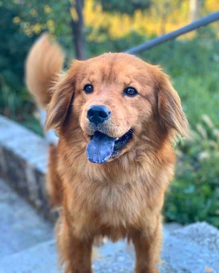 Chow Chow Mixes: 28 Different Chow Hybrids (With Pictures)