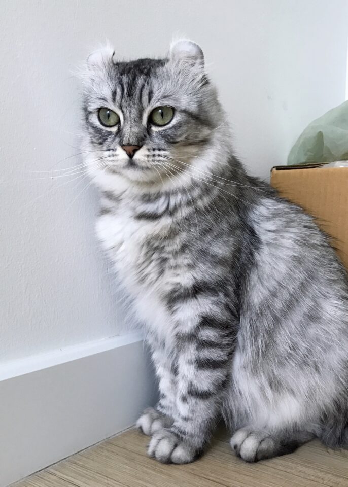 12 Awesome Cat Breeds With Big Noses (With Pictures)