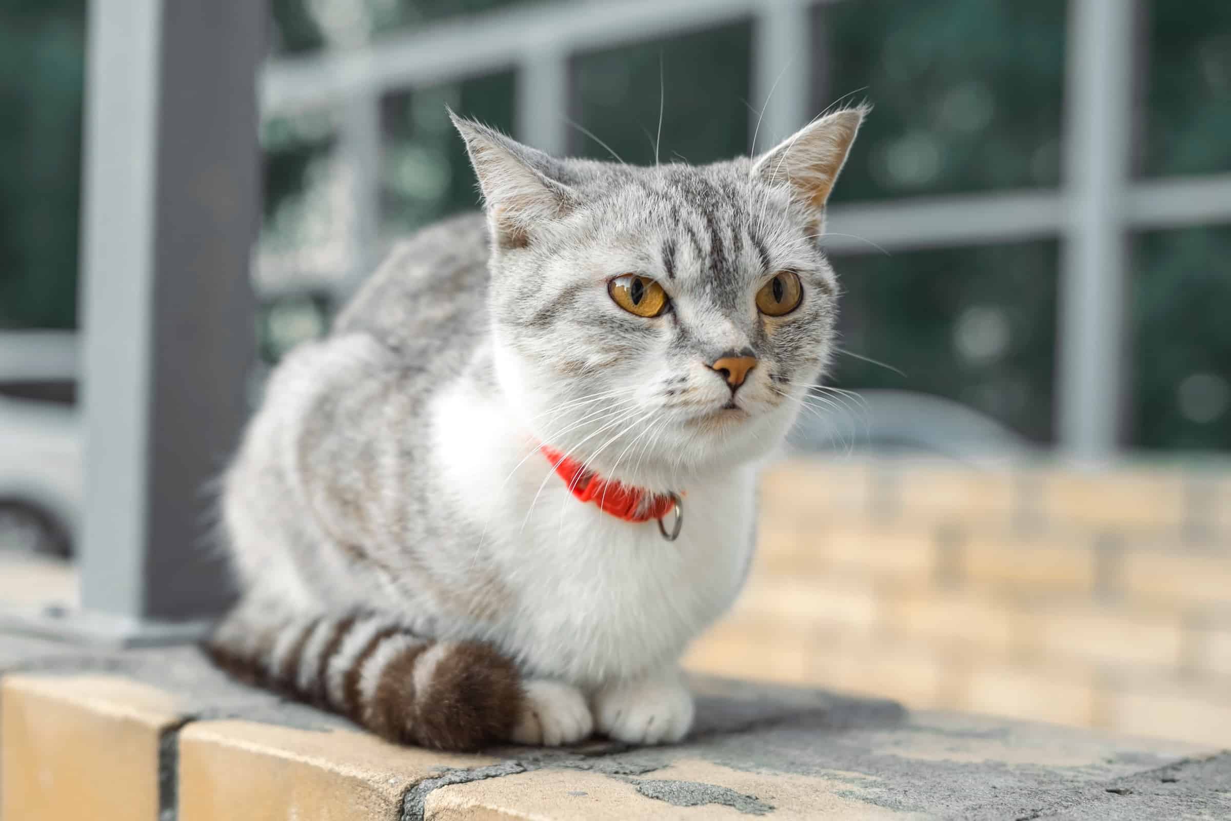 Orange Eyes in Cats: What Breed of Cat Has Orange Eyes?