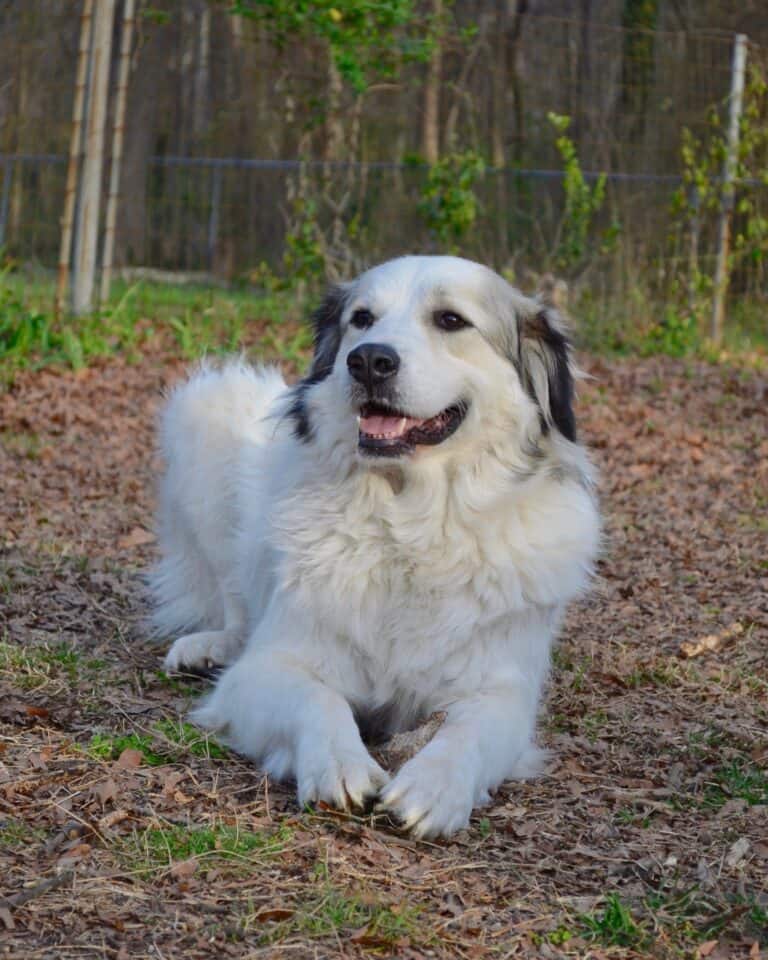 27 Beautiful Great Pyrenees Mixes (With Pictures) - Bubbly Pet
