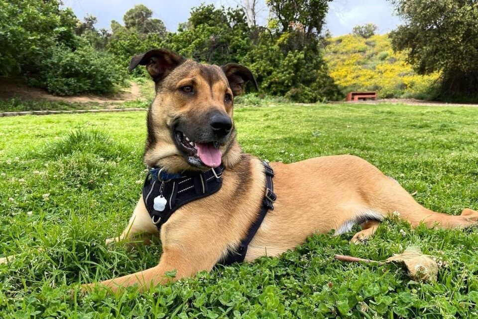 Siberian Husky Mixes: 40 Husky Crossbreeds (With Pictures)