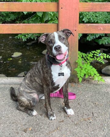 62 Pitbull Mixes That Will Make Your Day (With Pictures)