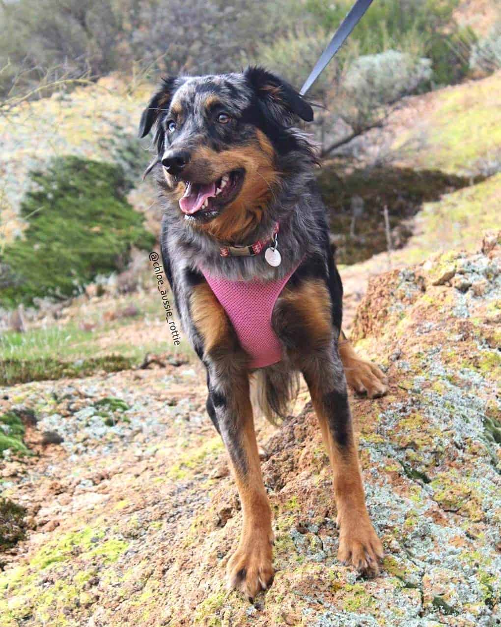 Rottweiler Mixes: 41 Best Rottie Crossbreeds (With Pictures)