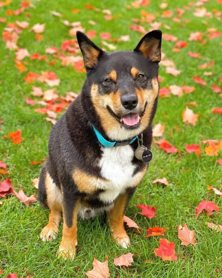 Shiba Inu Mixes: 20 Different Shiba Crossbreeds