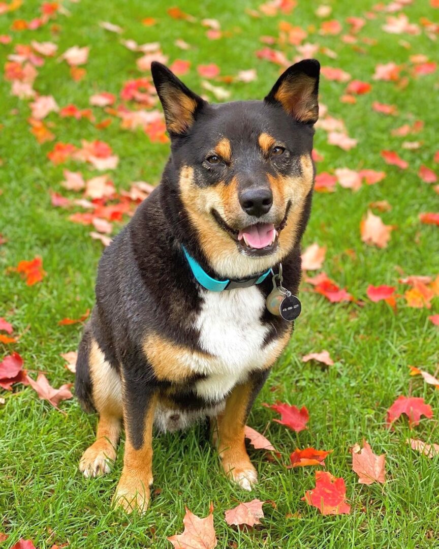 Shiba Inu Mixes: 20 Different Shiba Crossbreeds
