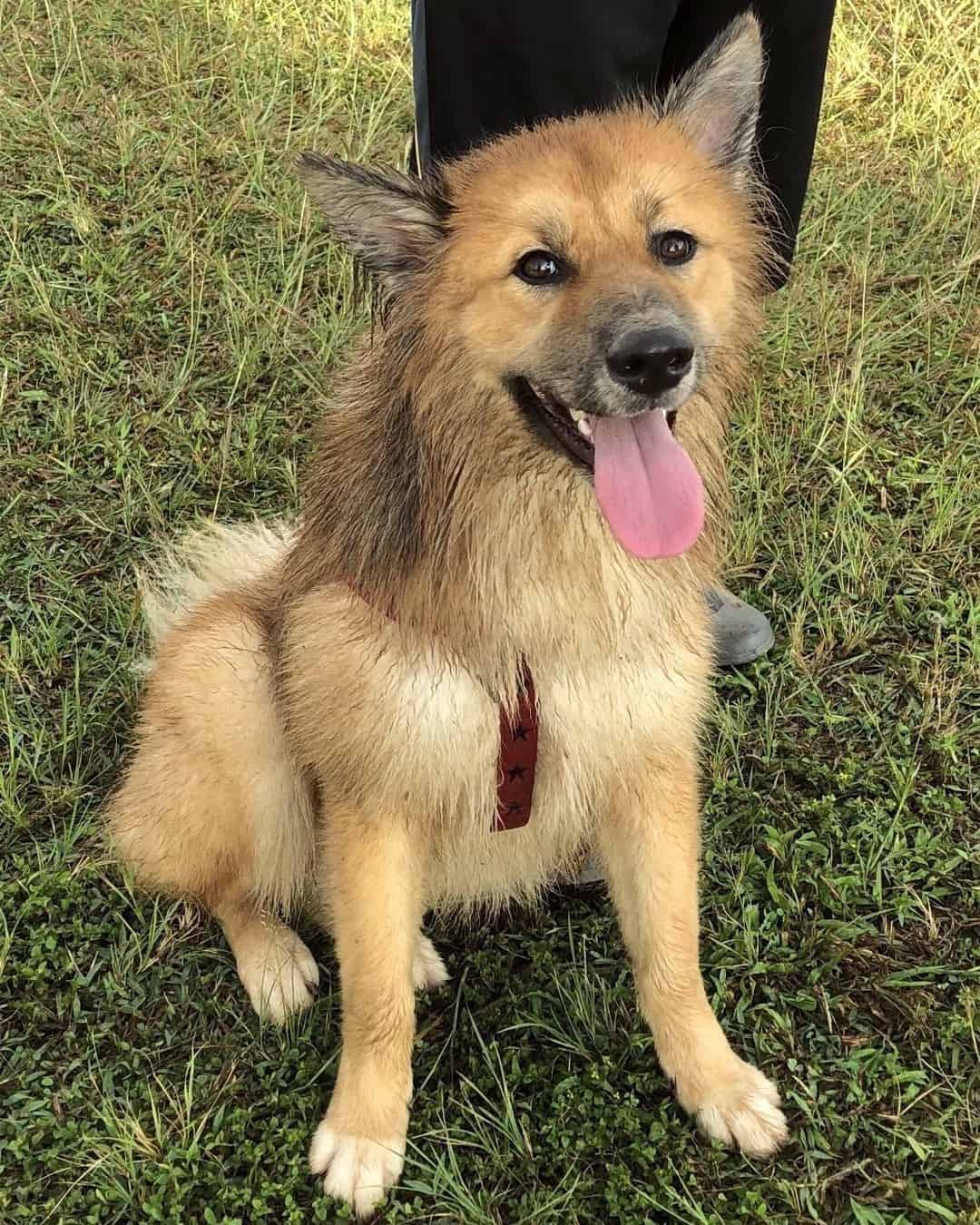 Akita Mixes: 38 Unique Akita Crossbreeds (With Pictures)