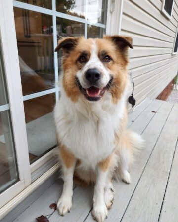 27 Beautiful Great Pyrenees Mixes (With Pictures) - Bubbly Pet