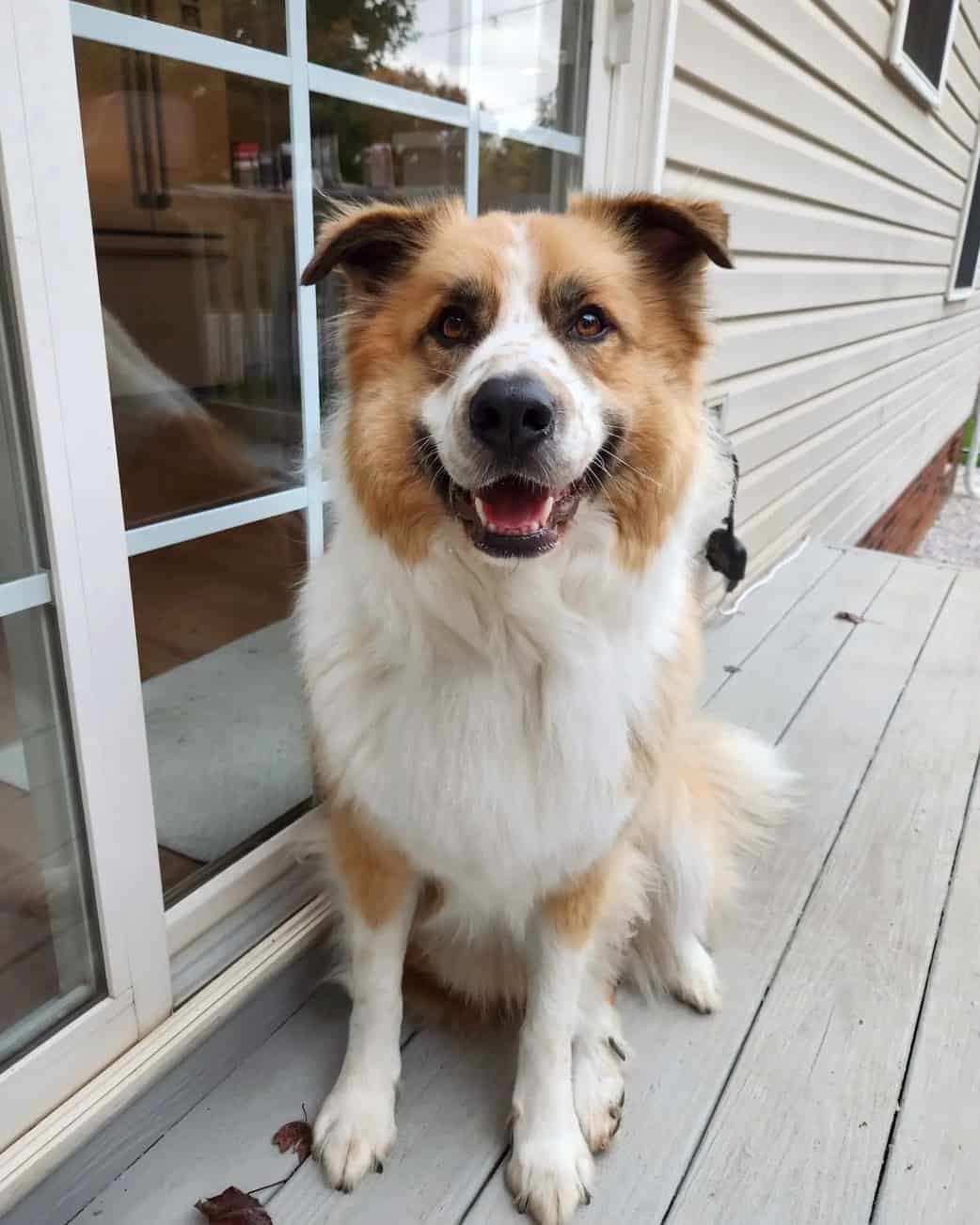 27 Beautiful Great Pyrenees Mixes (With Pictures) - Bubbly Pet