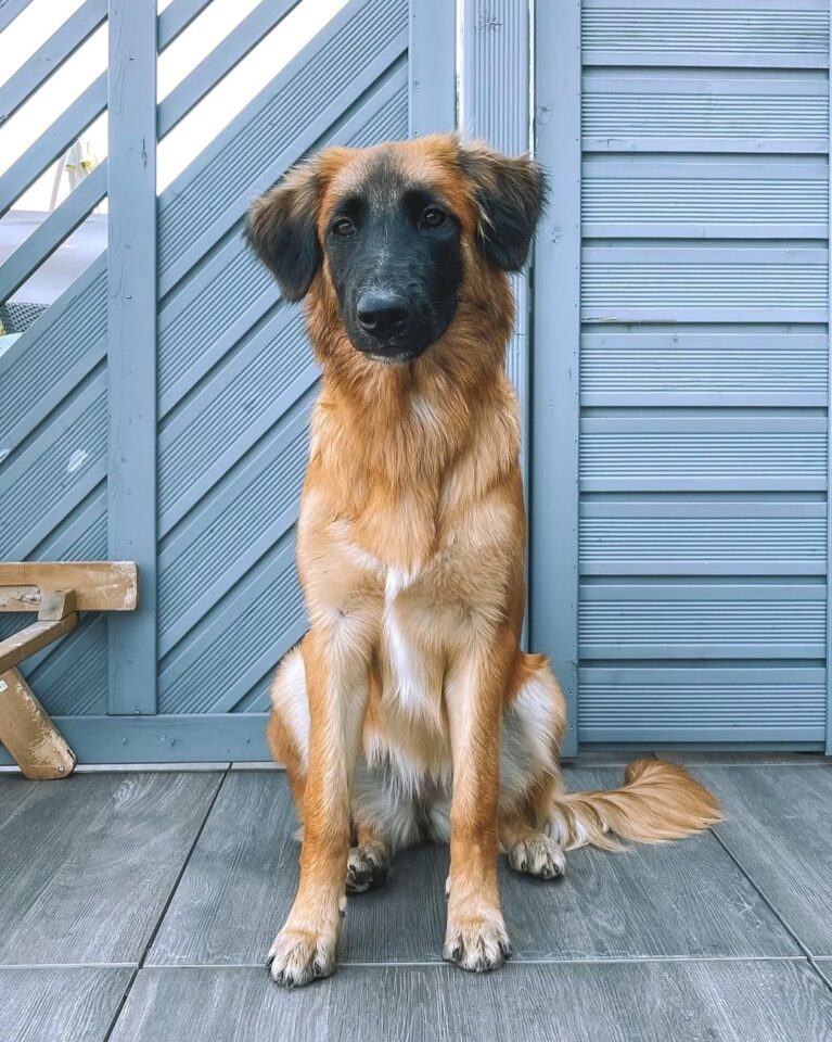 Belgian Malinois Mixes: 22 Unique Crossbreeds (With Pictures)