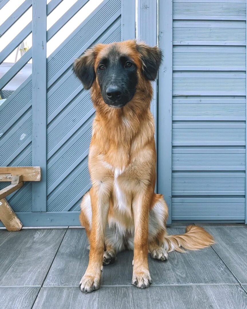 Belgian Malinois Mixes: 22 Unique Crossbreeds (With Pictures)