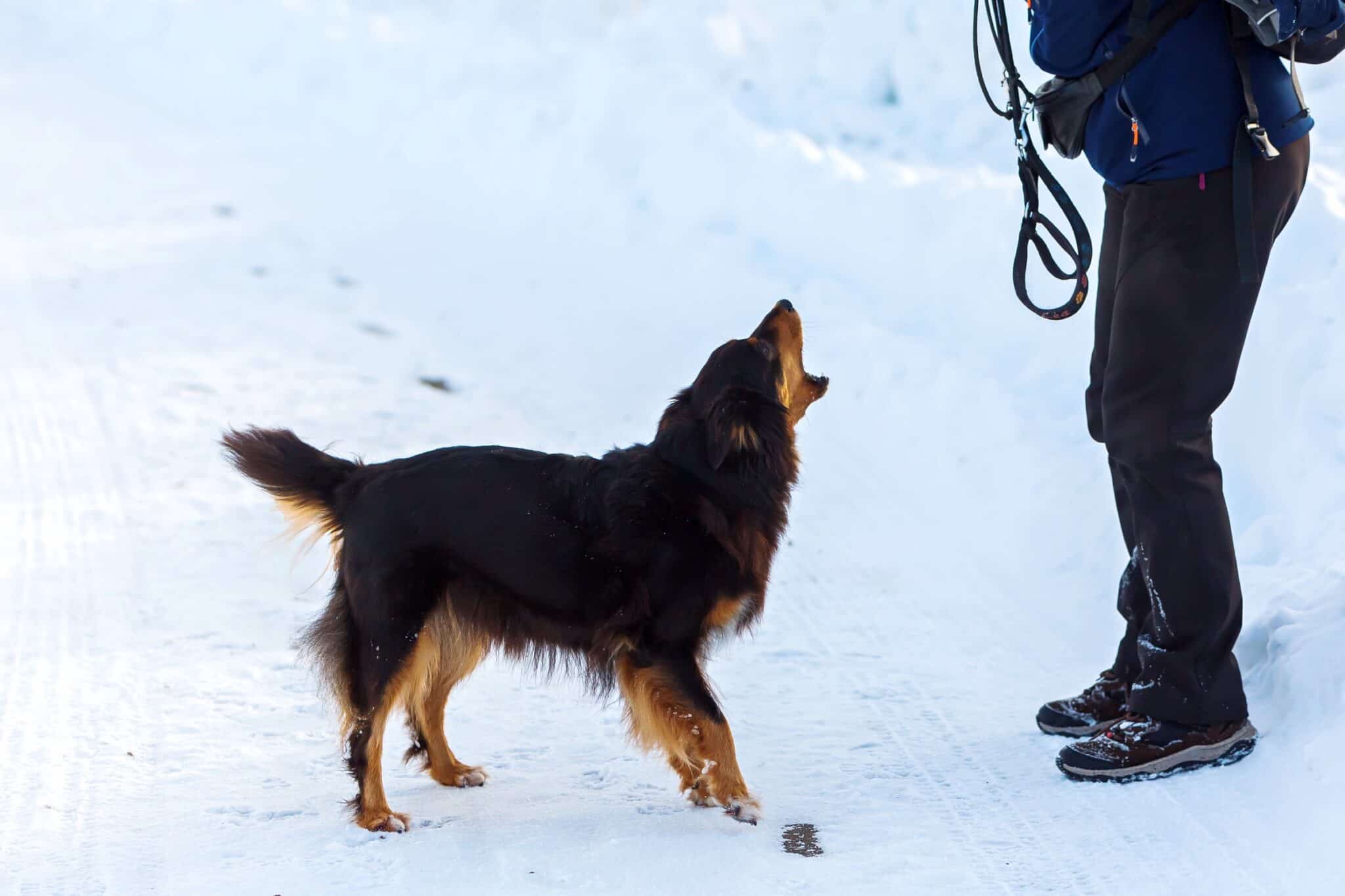 Are Australian Shepherds Aggressive? (& How to Stop Aggression)