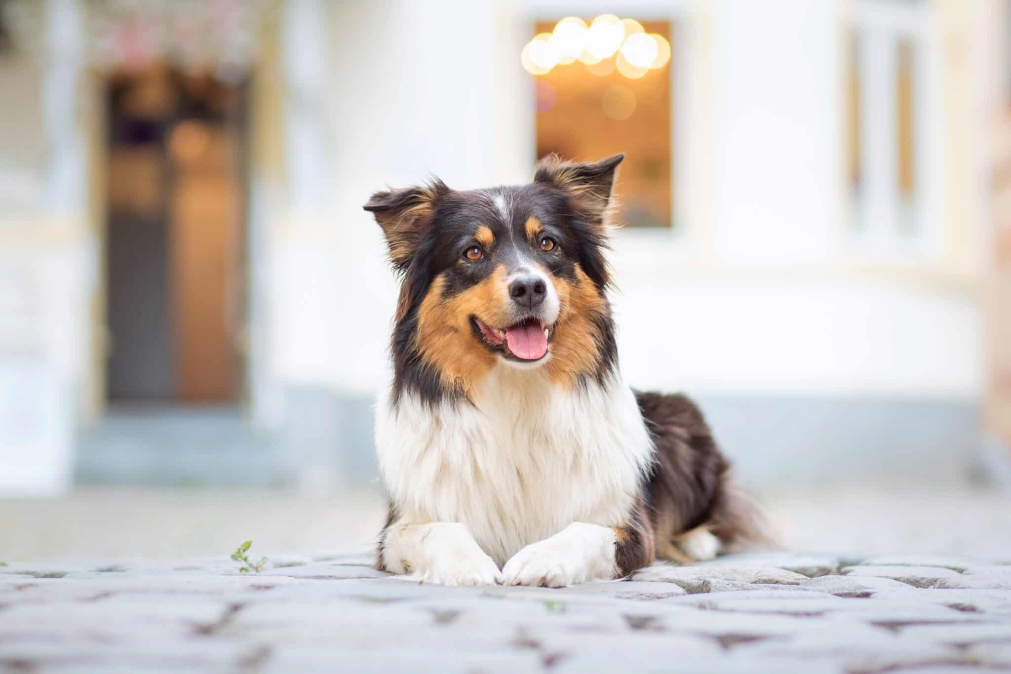 Australian Shepherd Shedding: How Much Do Aussies Shed?