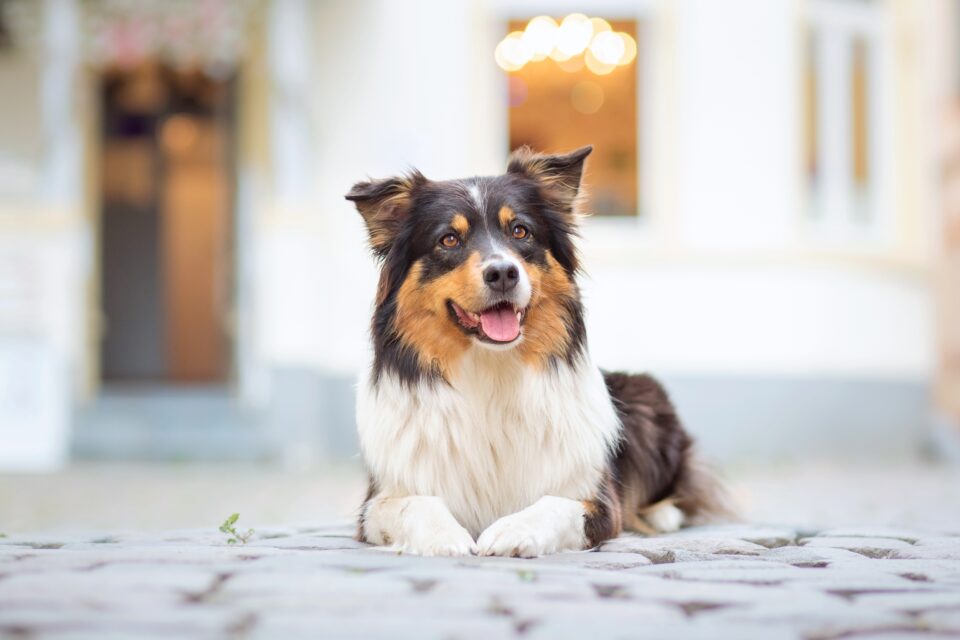 Australian Shepherd Shedding: How Much Do Aussies Shed?