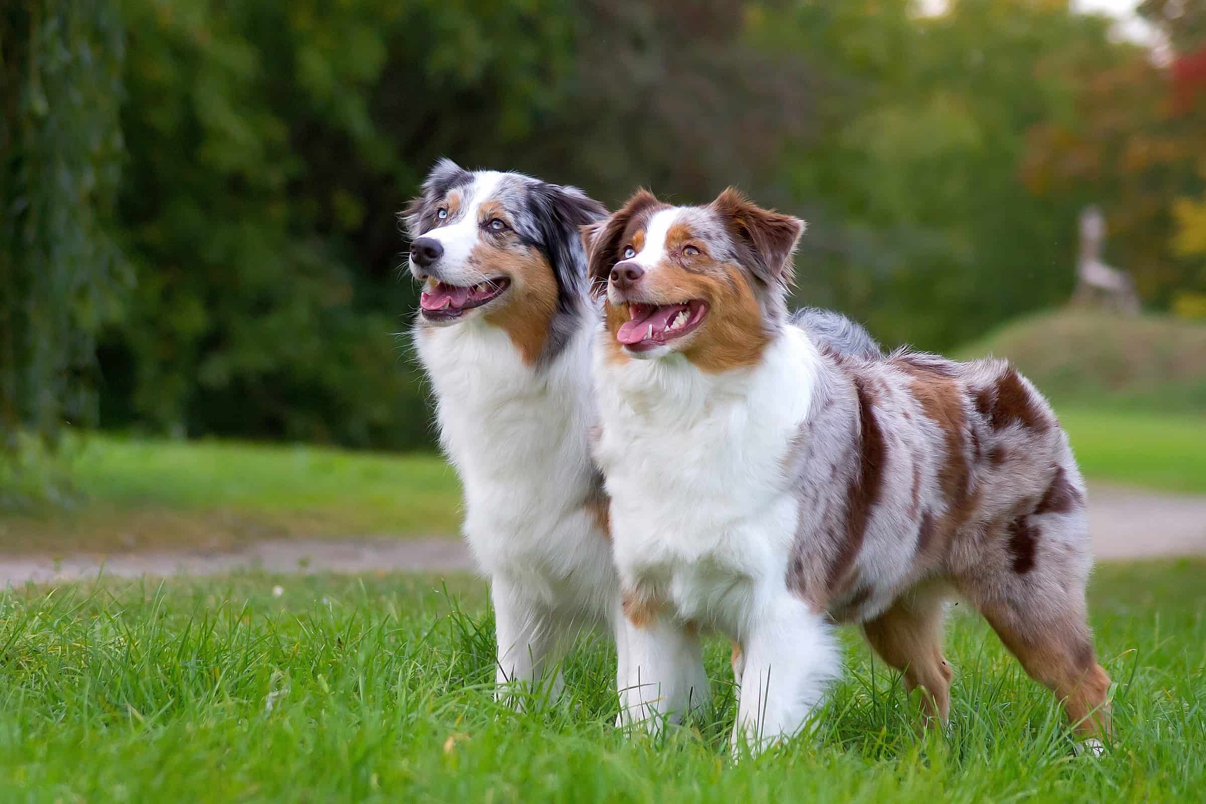 Are Australian Shepherds Aggressive? (& How to Stop Aggression ...