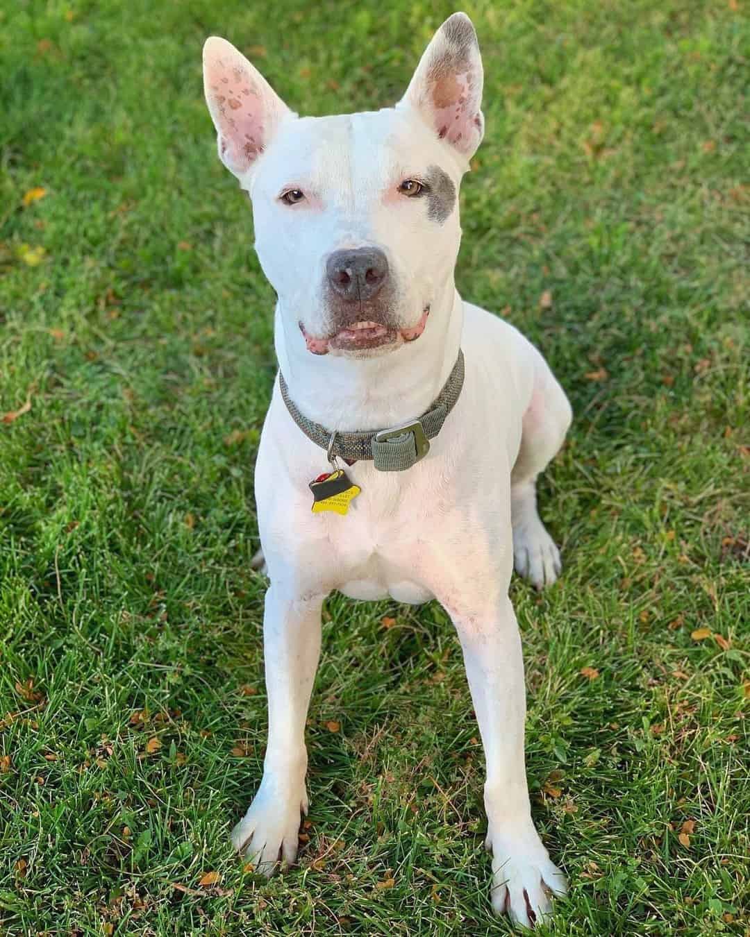 36 Bull Terrier Mixes You'll Want to Bring Home