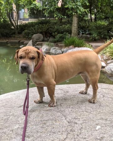 37 Interesting Shar-Pei Mixes You Must See (With Pictures)