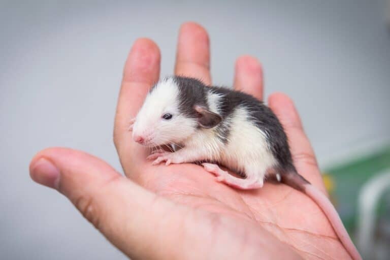 Dumbo Rat: Facts, Behavior, Prices & Care