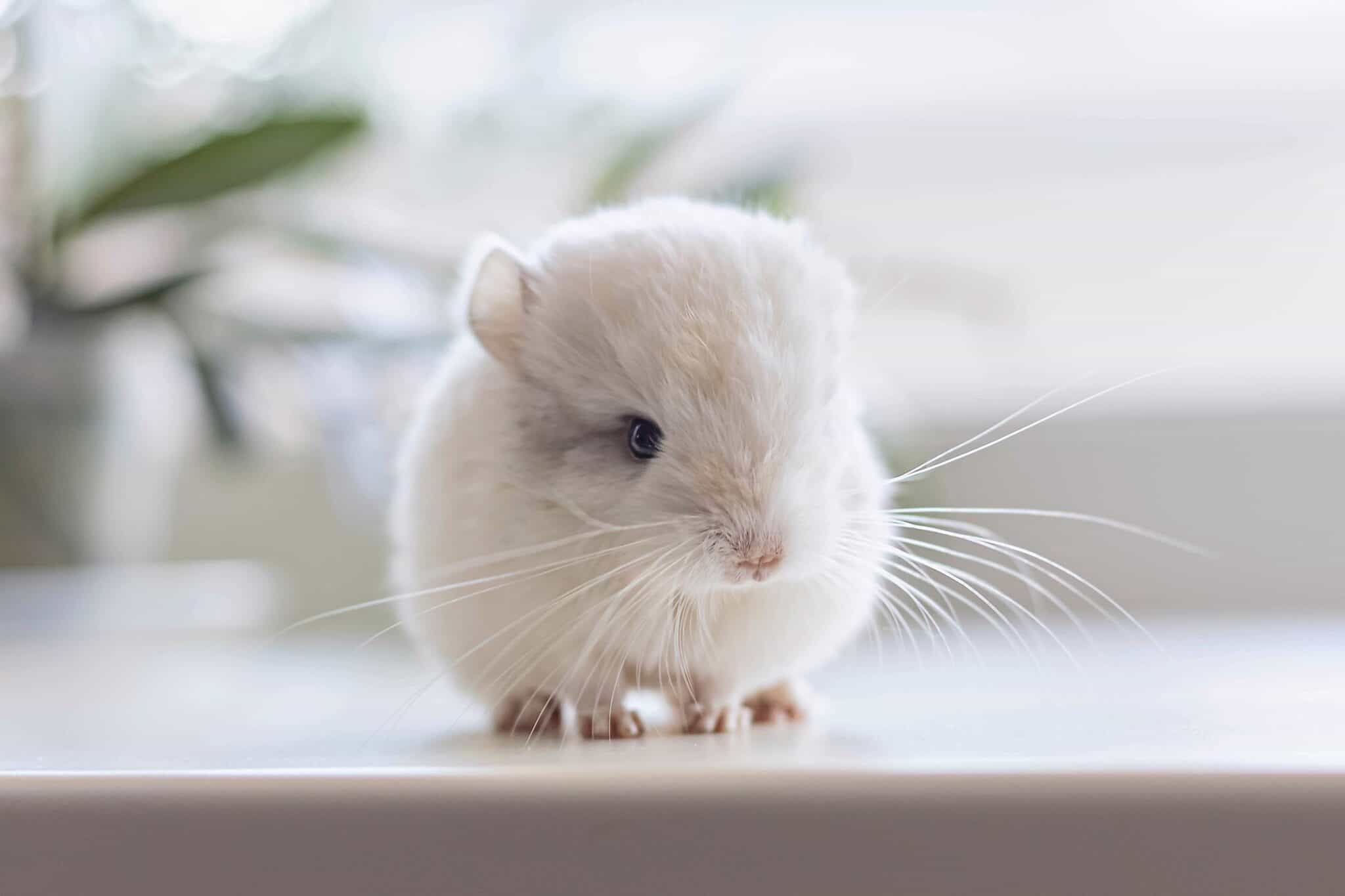 White Chinchilla: Facts, Pictures, Genetics & Health Issues
