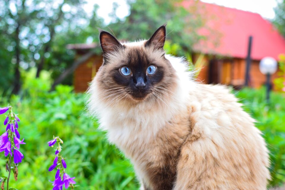 12 Awesome Cat Breeds With Big Noses (With Pictures)