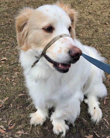 27 Beautiful Great Pyrenees Mixes (With Pictures) - Bubbly Pet
