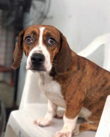 Boston Terrier Mixes: 52 Different Crossbreeds You'll Love