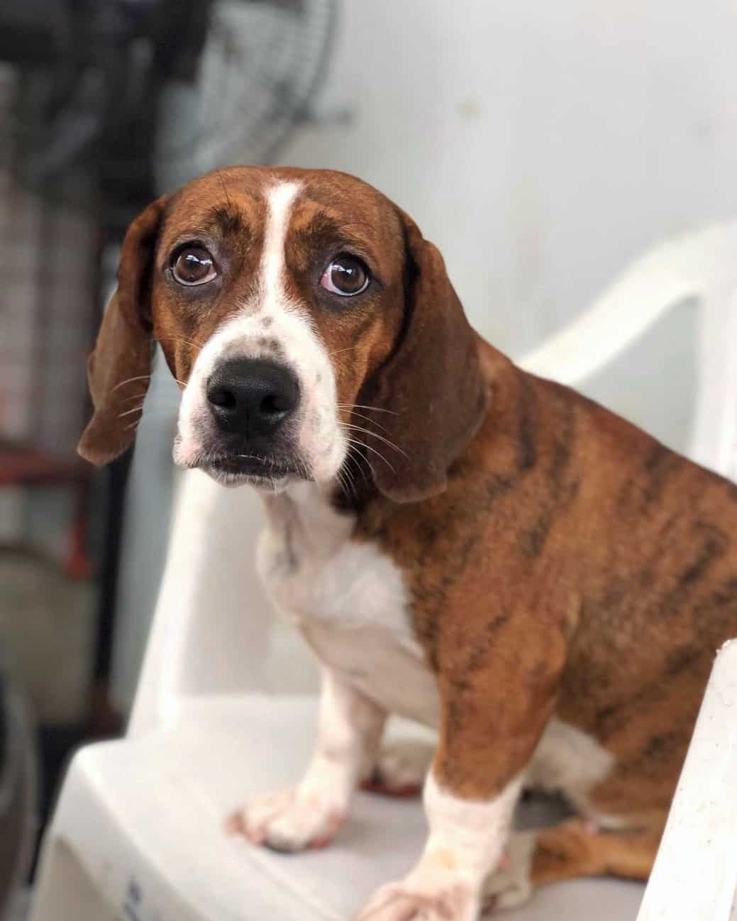 Boston Terrier Mixes: 52 Different Crossbreeds You'll Love