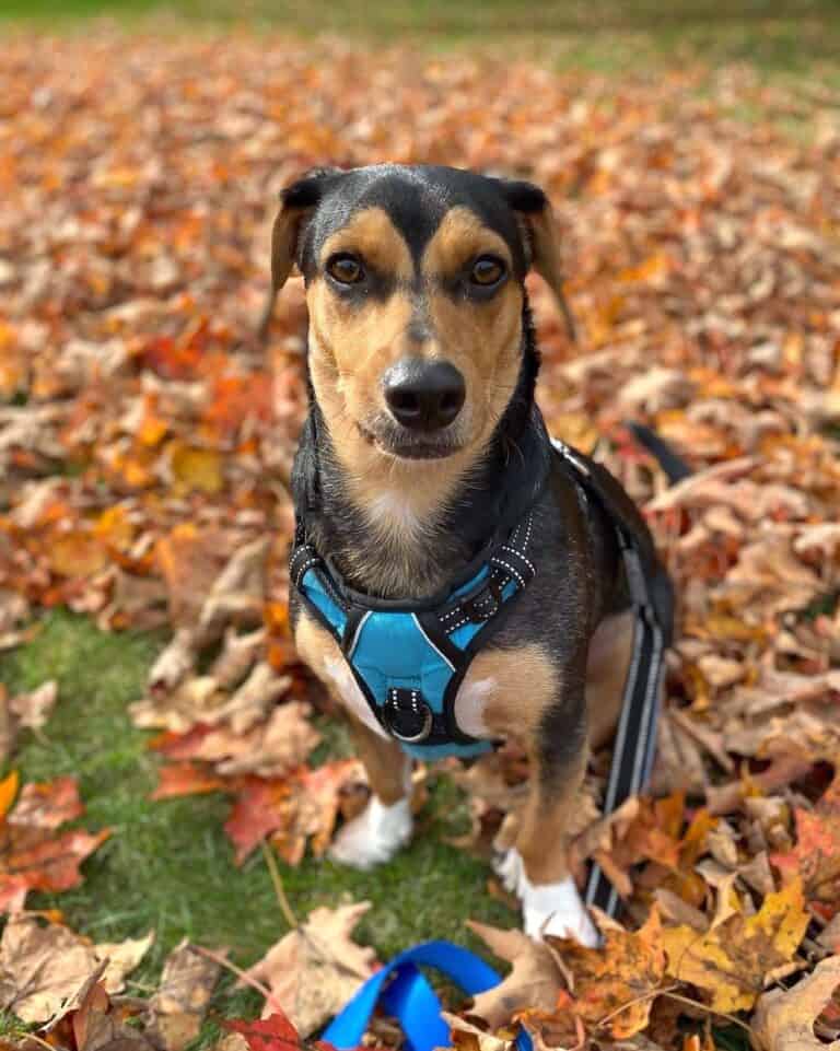 64 Cutest Corgi Mixes You'll Want to Adopt (With Pictures)