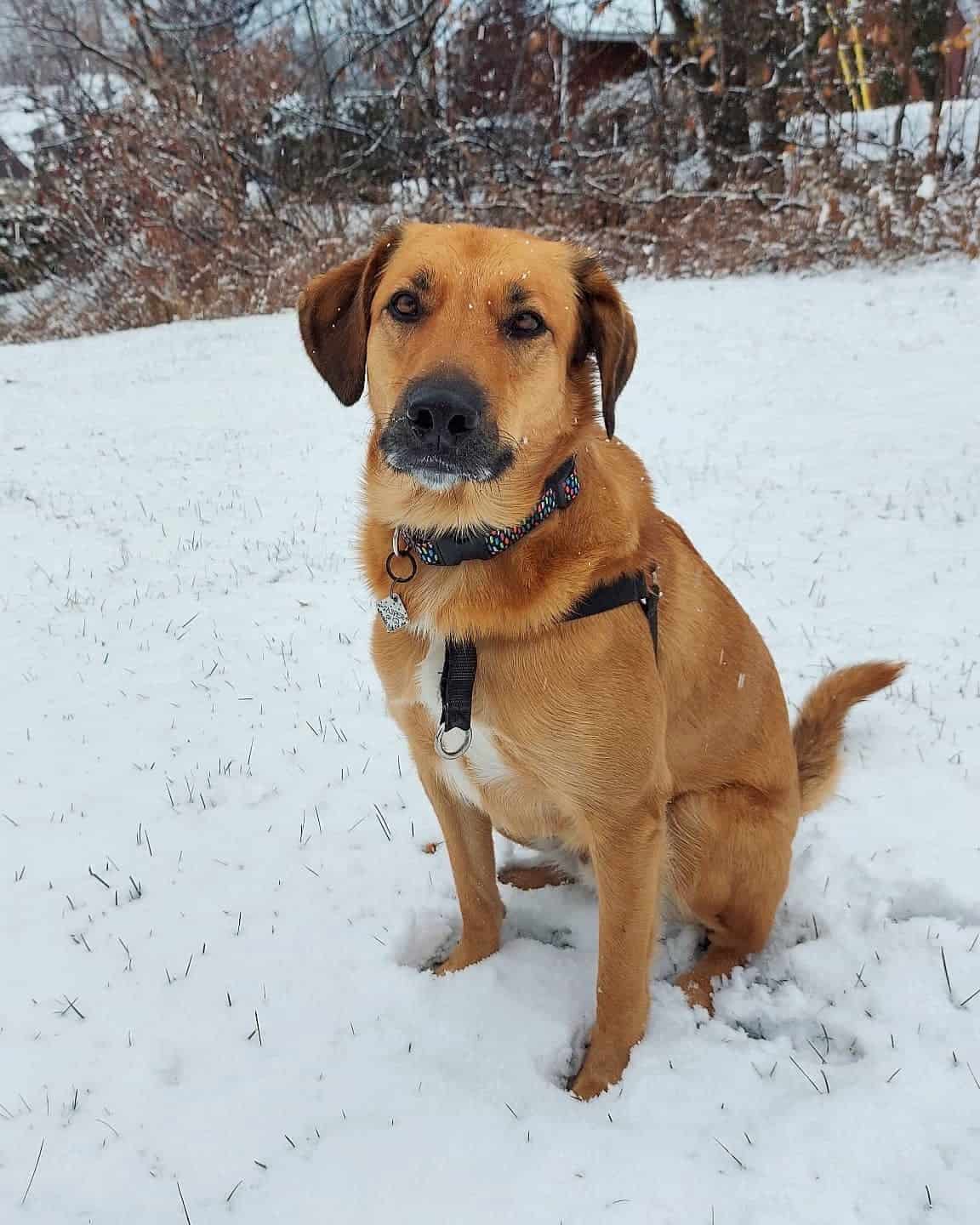 Belgian Malinois Mixes: 22 Unique Crossbreeds (With Pictures)