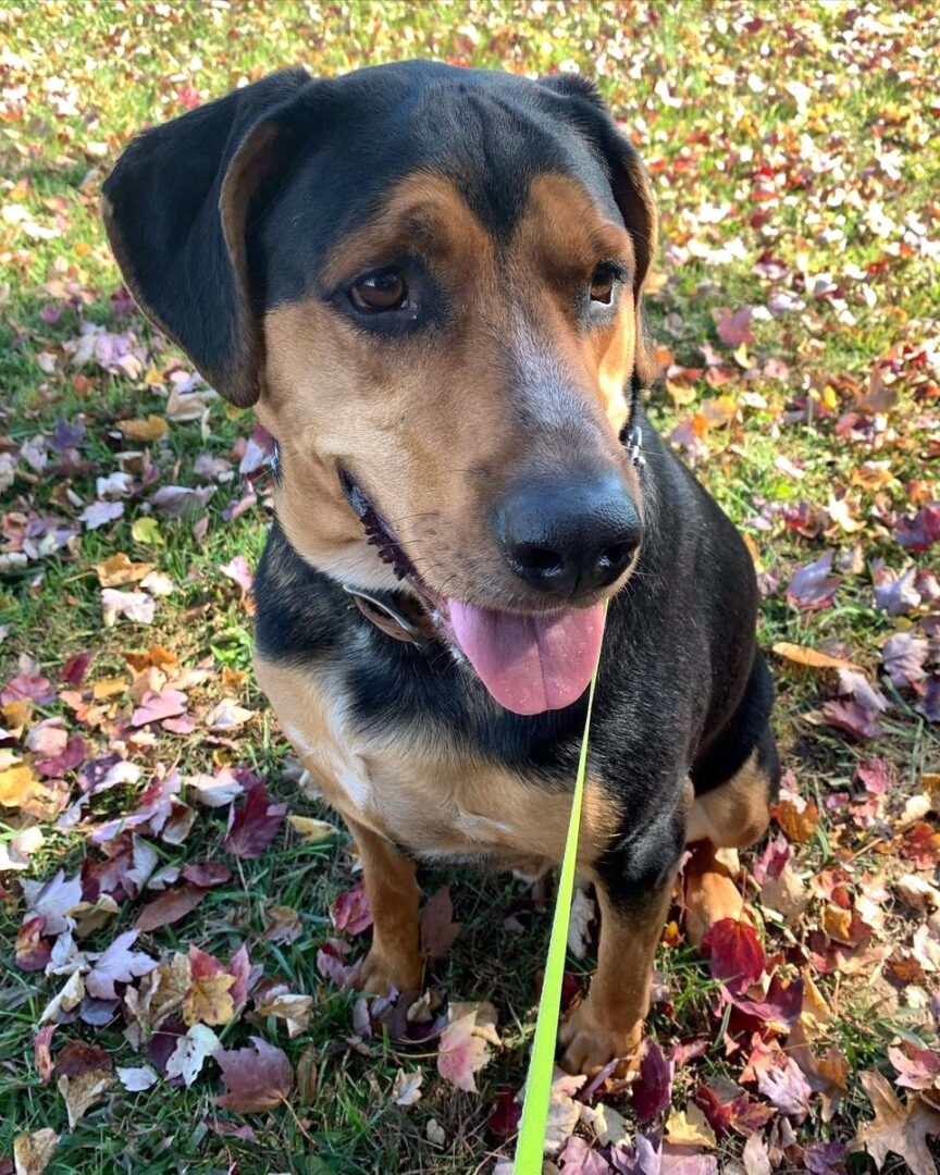 36 Bull Terrier Mixes You'll Want to Bring Home
