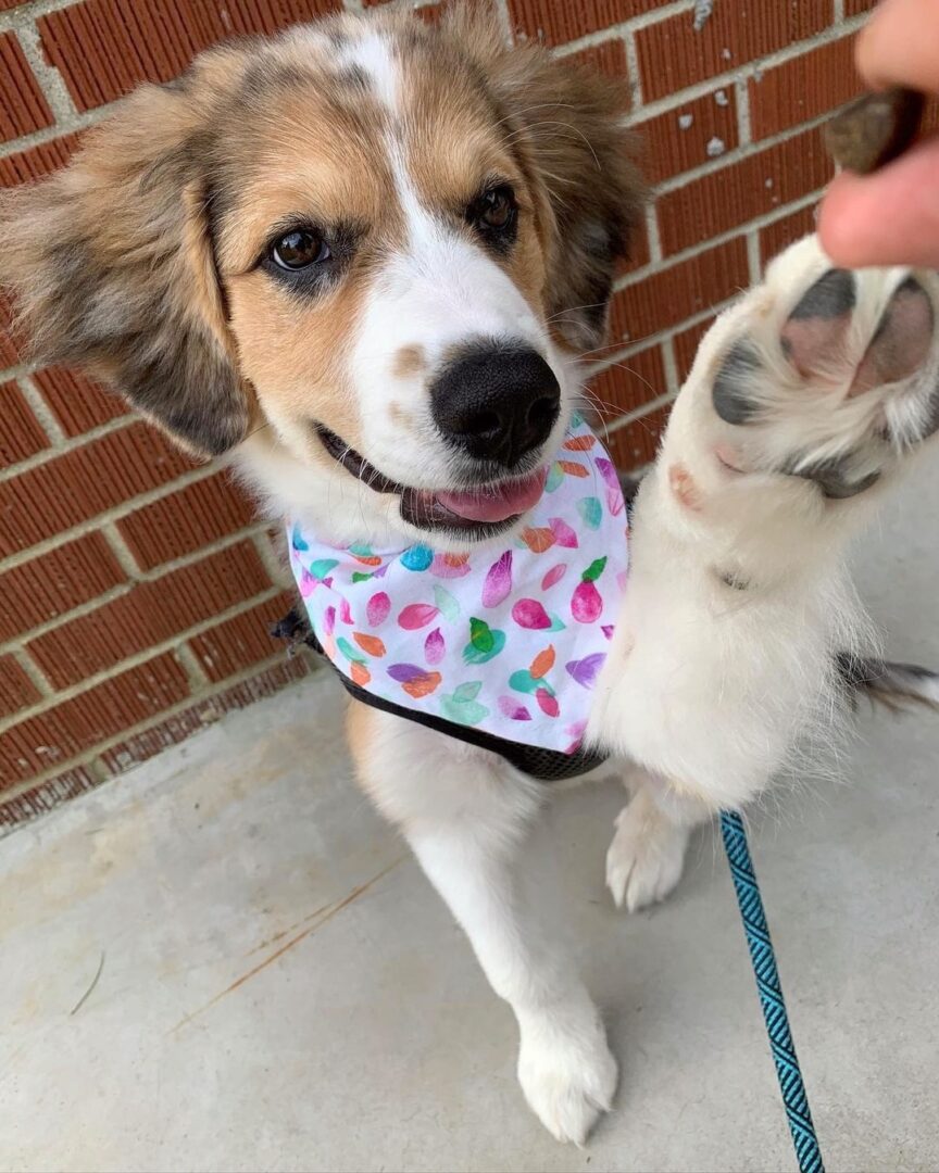 27 Beautiful Great Pyrenees Mixes (With Pictures) - Bubbly Pet