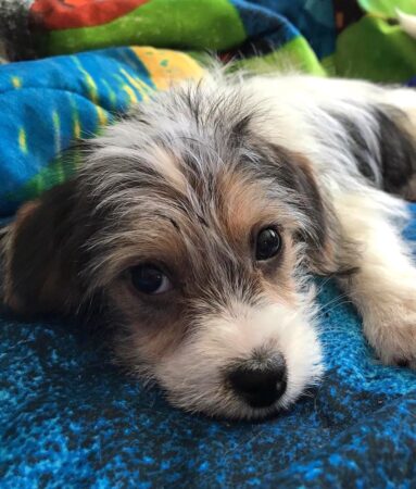 Havanese Mixes: 30 Cutest Havanese Hybrids