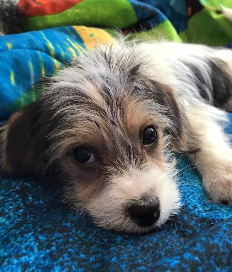 Havanese Mixes: 30 Cutest Havanese Hybrids