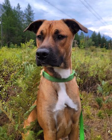 Belgian Malinois Mixes: 22 Unique Crossbreeds (With Pictures)