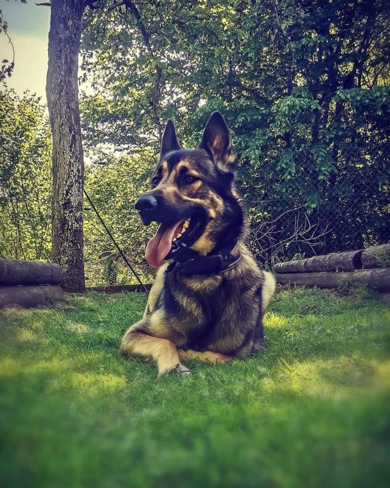 Belgian Malinois Mixes: 22 Unique Crossbreeds (With Pictures)