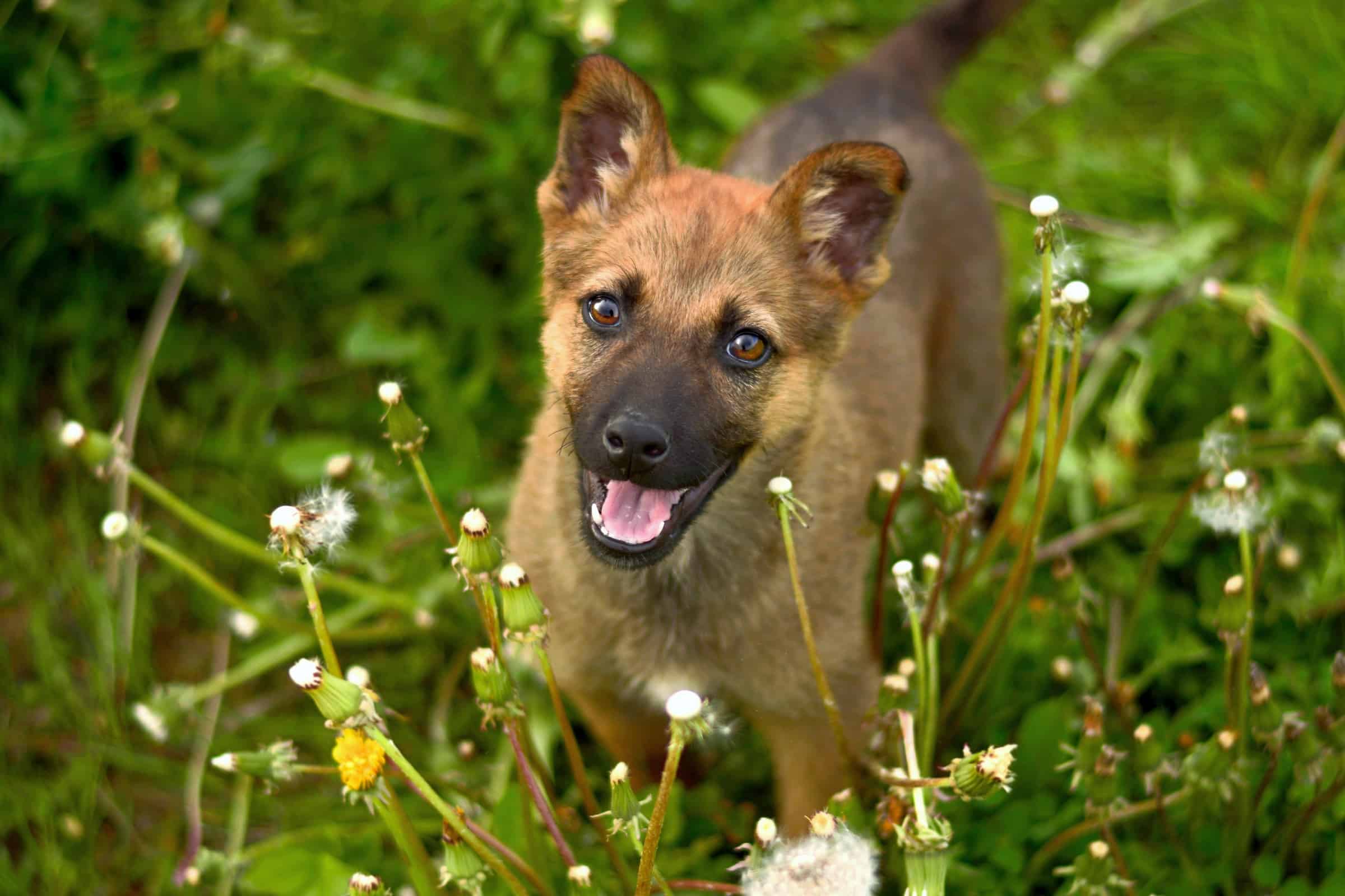 Belgian Malinois Mixes: 22 Unique Crossbreeds (With Pictures)