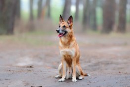 Belgian Malinois Mixes: 22 Unique Crossbreeds (With Pictures)