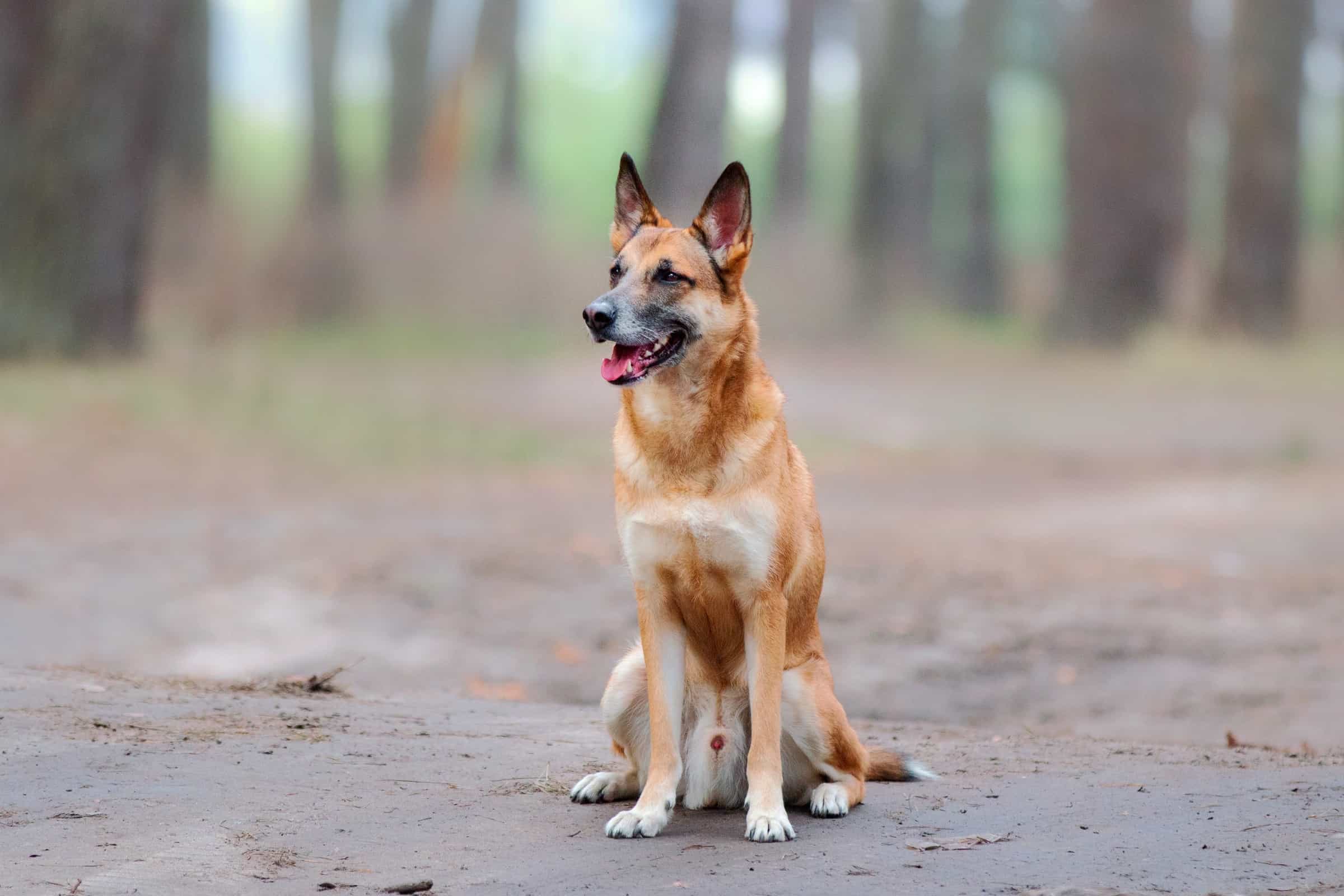 Belgian Malinois Mixes: 22 Unique Crossbreeds (With Pictures)