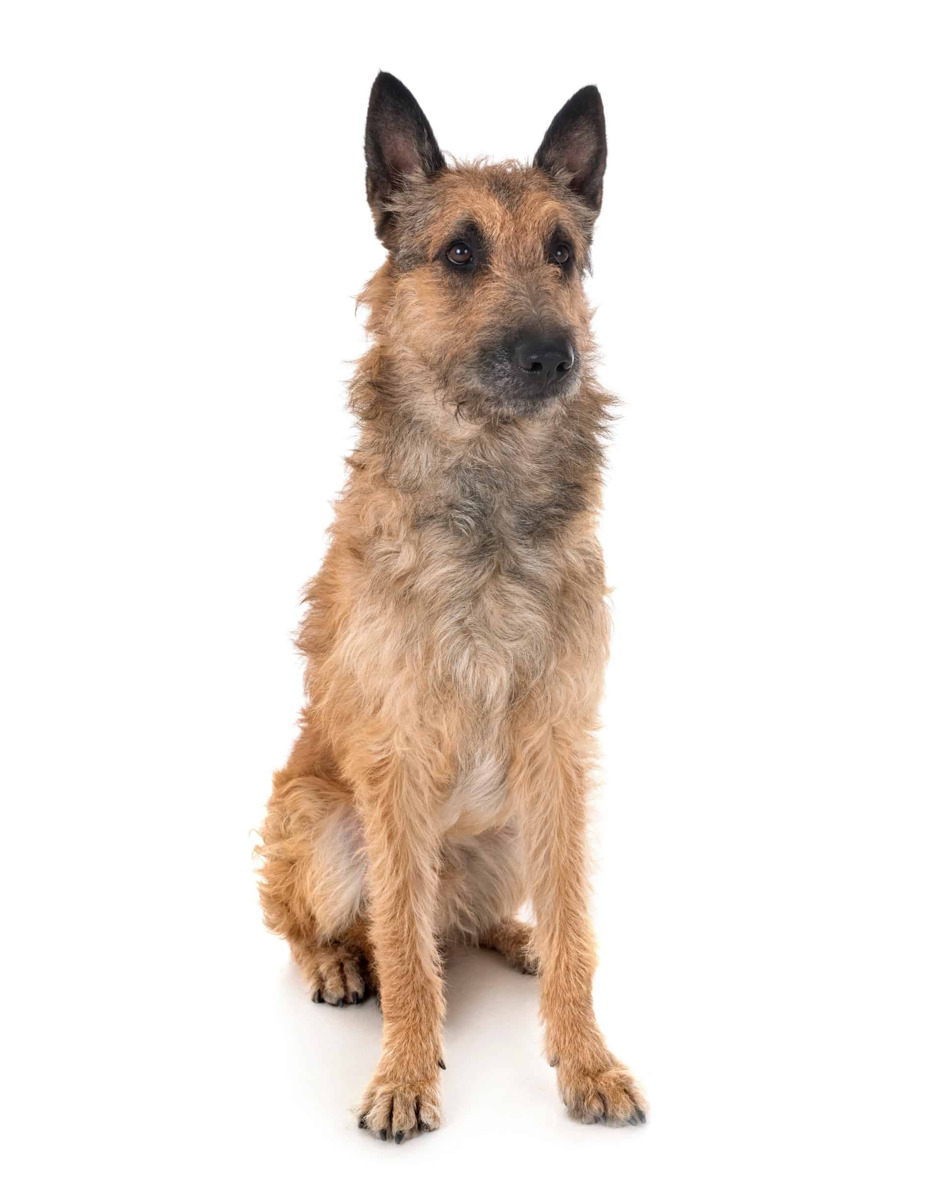Long-Haired Belgian Malinois: Everything You Need to Know