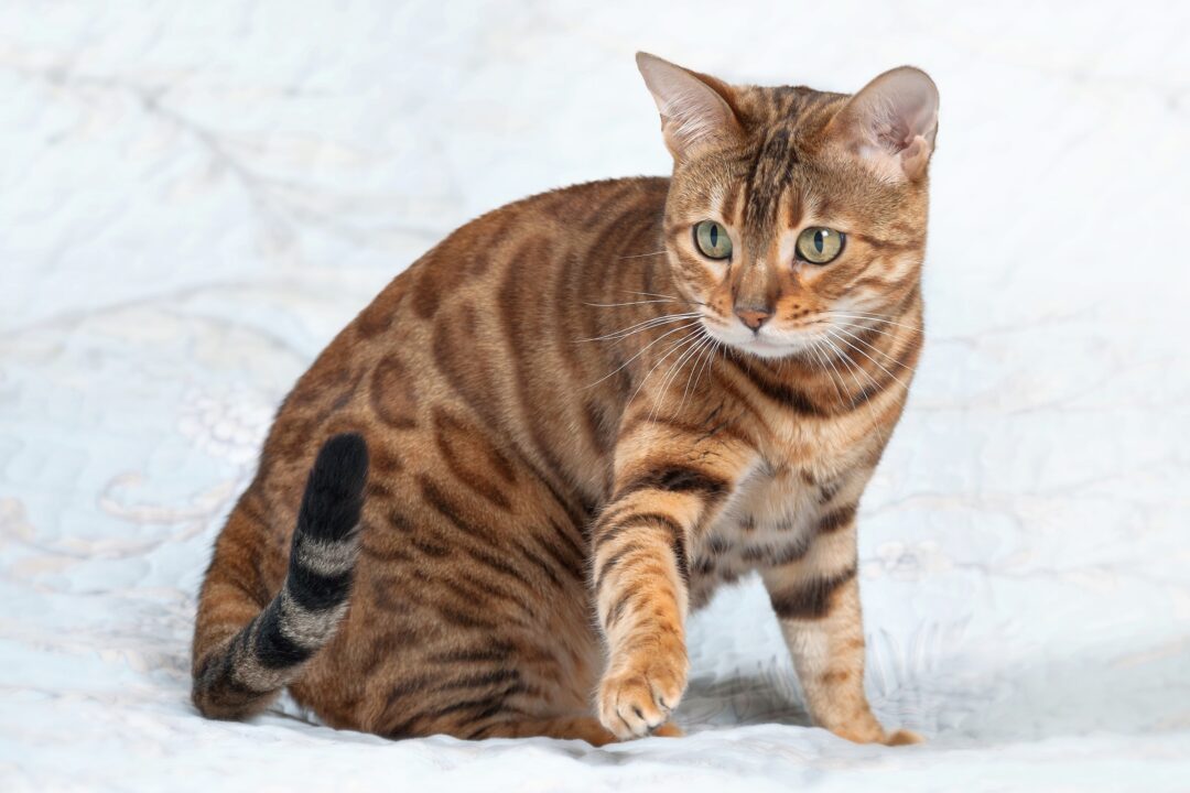 12 Awesome Cat Breeds With Big Noses (With Pictures)