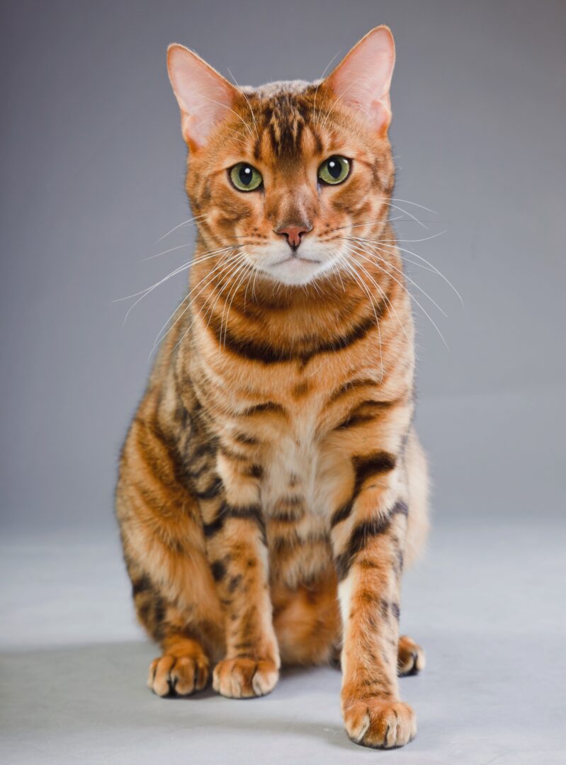 Top 13 Cat Breeds With Very Long Legs (With Pictures & Facts)